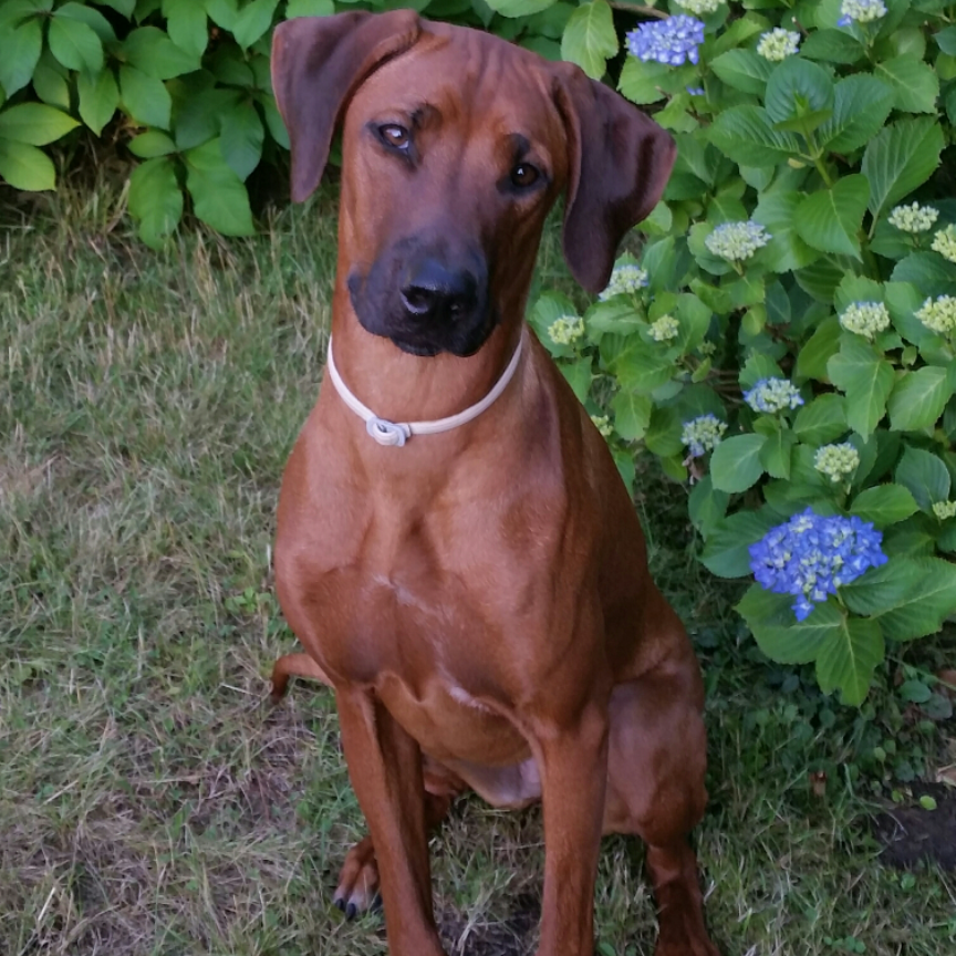 Rhodesian ridgeback welpen , rhodesian ridgeback , mkondo wa simba ...